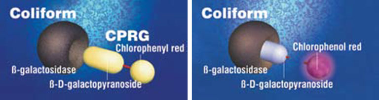 COLISURE - PT. THERMALINDO SARANA LABORATORIA