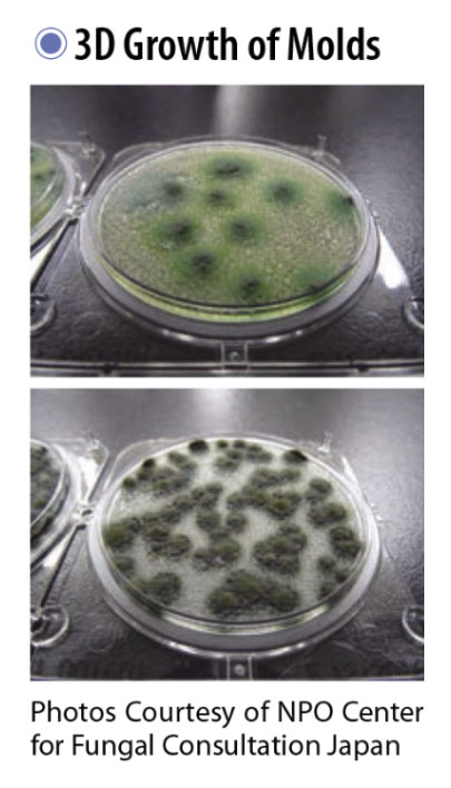 NISSUI - Compact Dry YM (Yeast & Mold) - PT. THERMALINDO