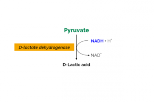 Megazyme K-PYRUV: Pyruvic Acid Assay Kit - PT. THERMALINDO SARANA ...