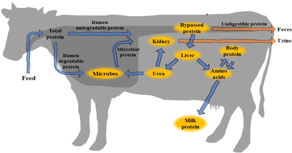 Milk Urea Nitrogen (MUN) sebagai Indikator penting keberlanjutan produk ...
