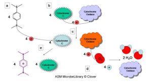 Uji Oksidase sebagai Pendukung Identifikasi Bakteri - SHIMADZU ...