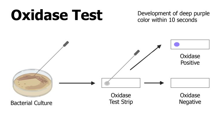 Uji Oksidase sebagai Pendukung Identifikasi Bakteri - SHIMADZU ...